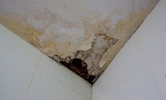 Mold Remediation - What You Need to Know - Home Repair News Desk